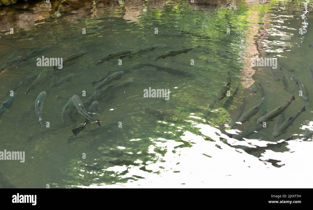 Freshwater fish in a water reservoir. Lots of fish in the shoal. A ...