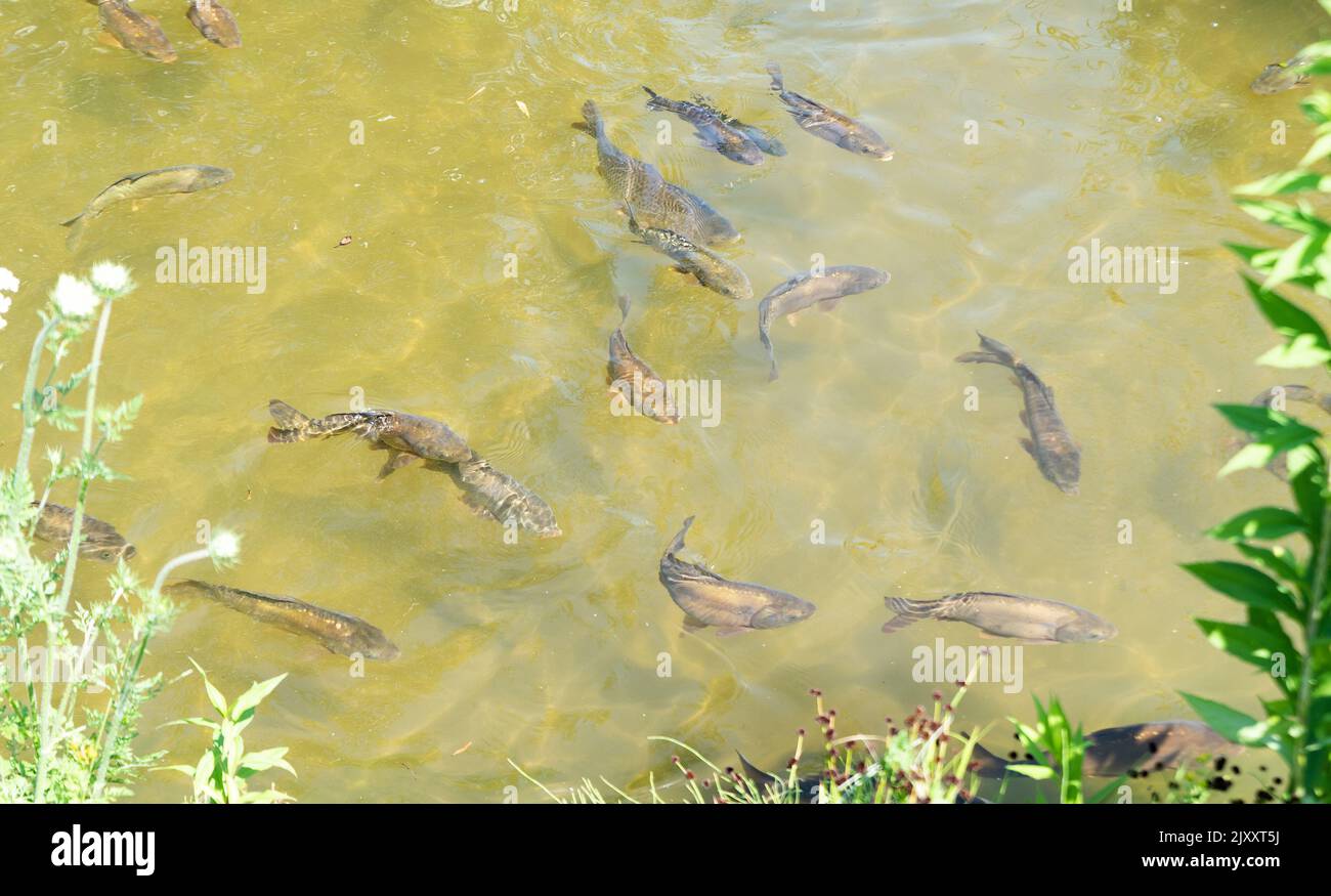 Freshwater fish in a water reservoir. Lots of fish in the shoal. A ...