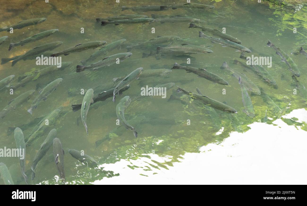 Freshwater fish in a water reservoir. Lots of fish in the shoal. A ...