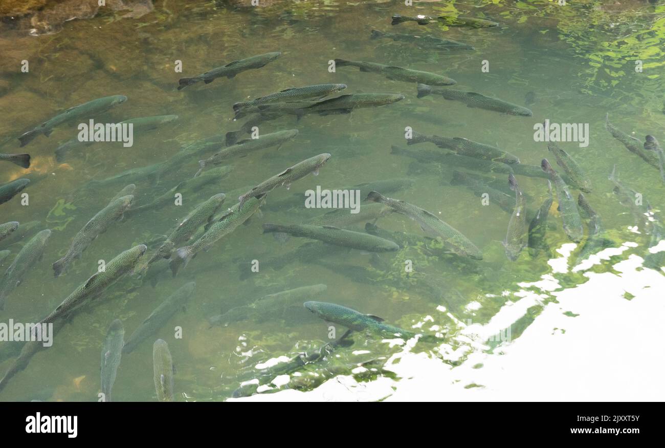 Freshwater fish in a water reservoir. Lots of fish in the shoal. A ...