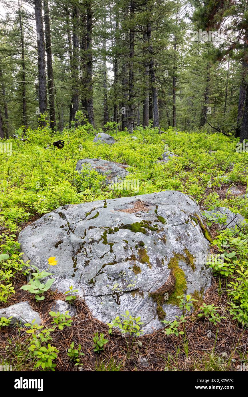 A large boulder with a single arnica wildflower growing at its base ...
