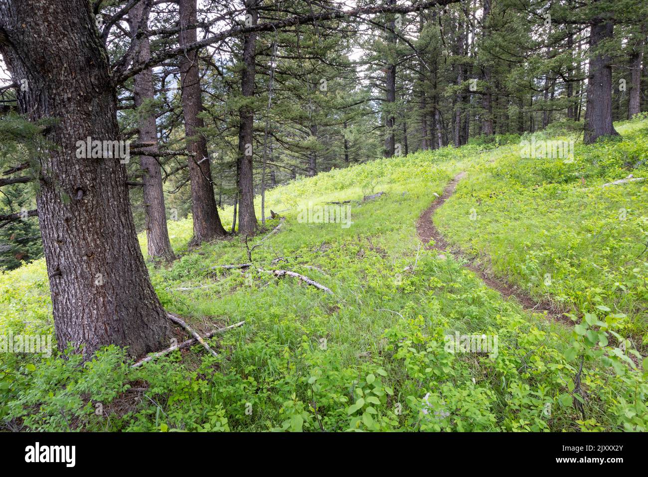 The Aspen Ridge Trail bending through mature evergreen trees and ...