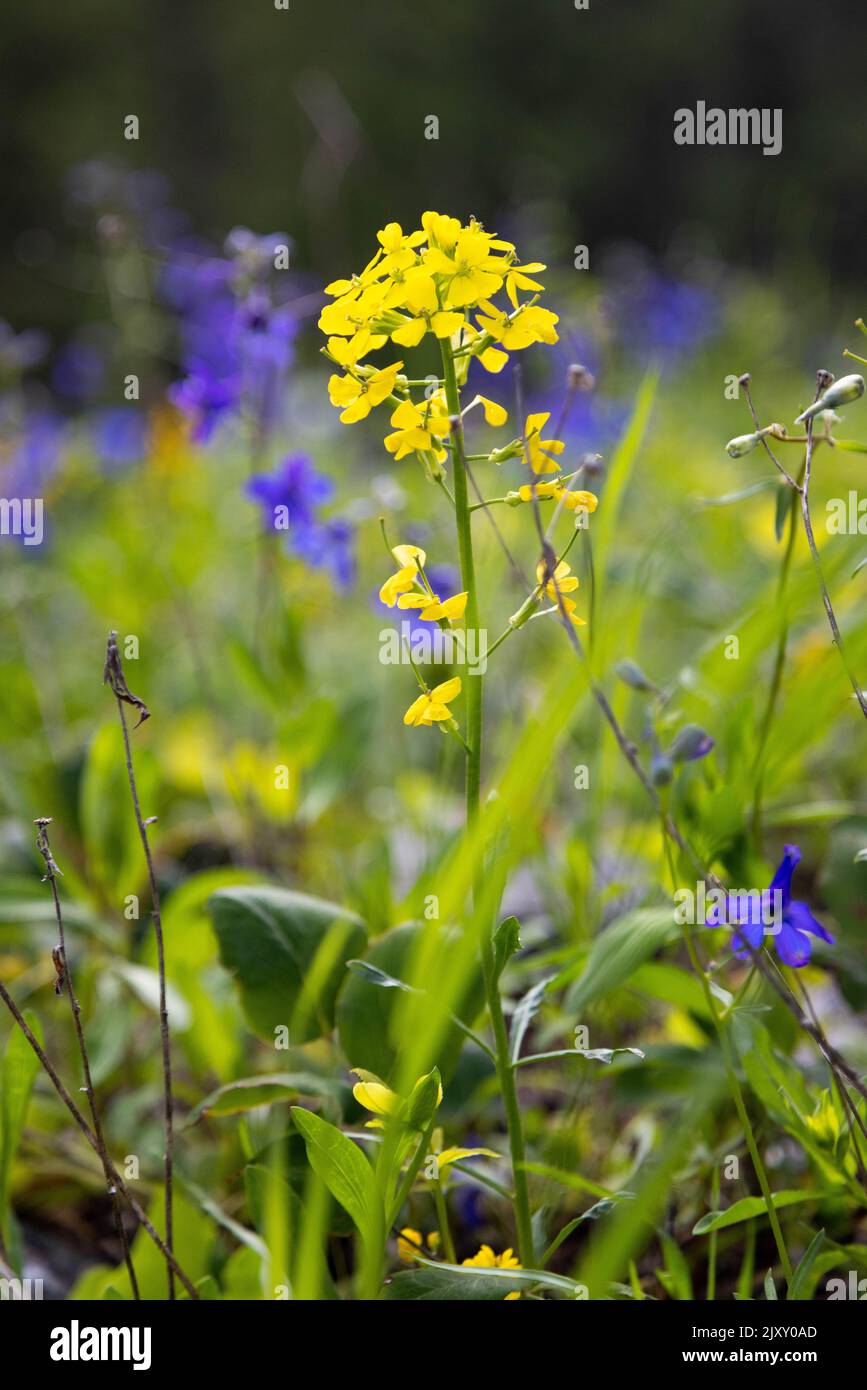 Golden draba wildflowers hi-res stock photography and images - Alamy