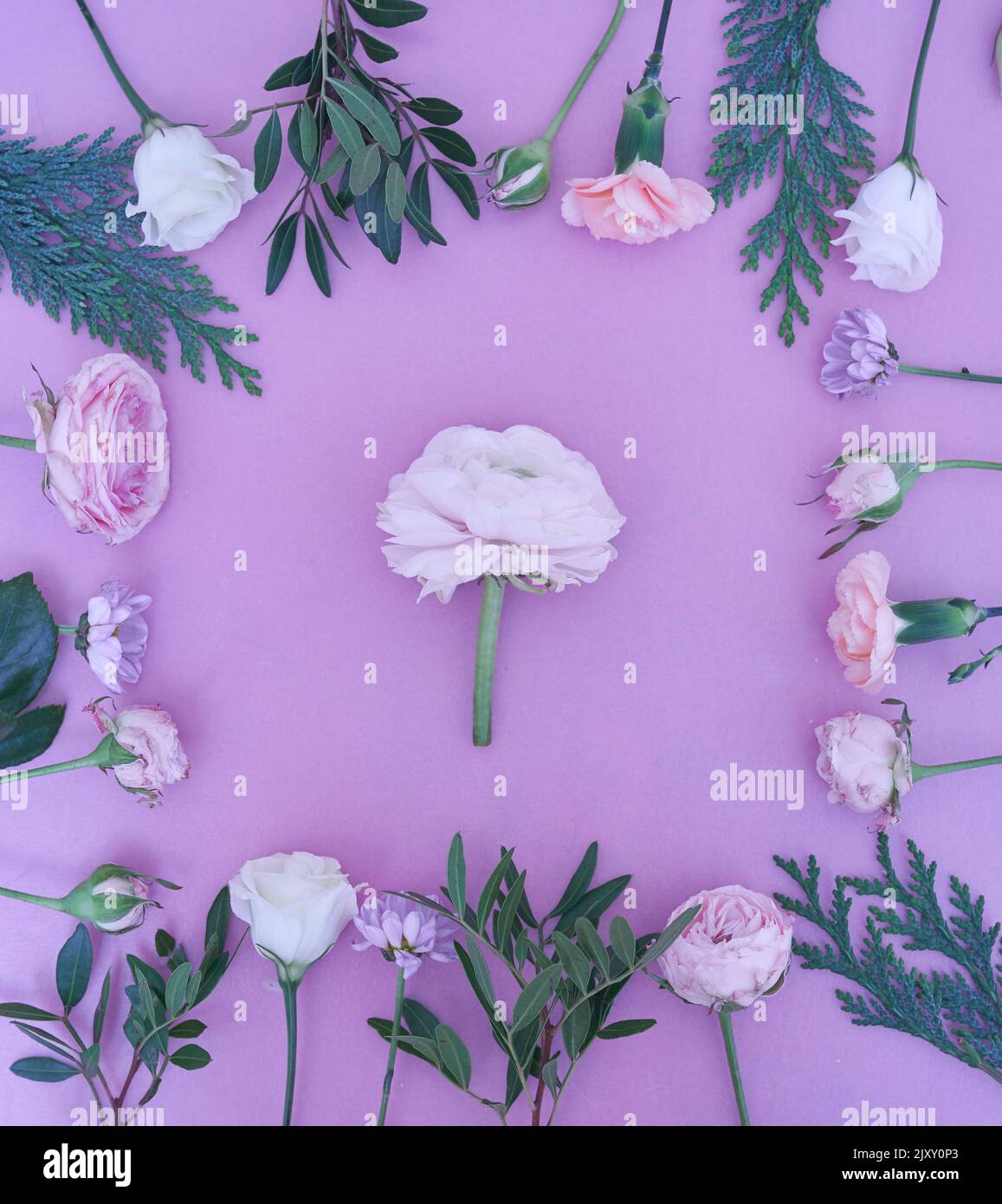 View from above. On a frame of fresh flowers of roses, ranunculus ...