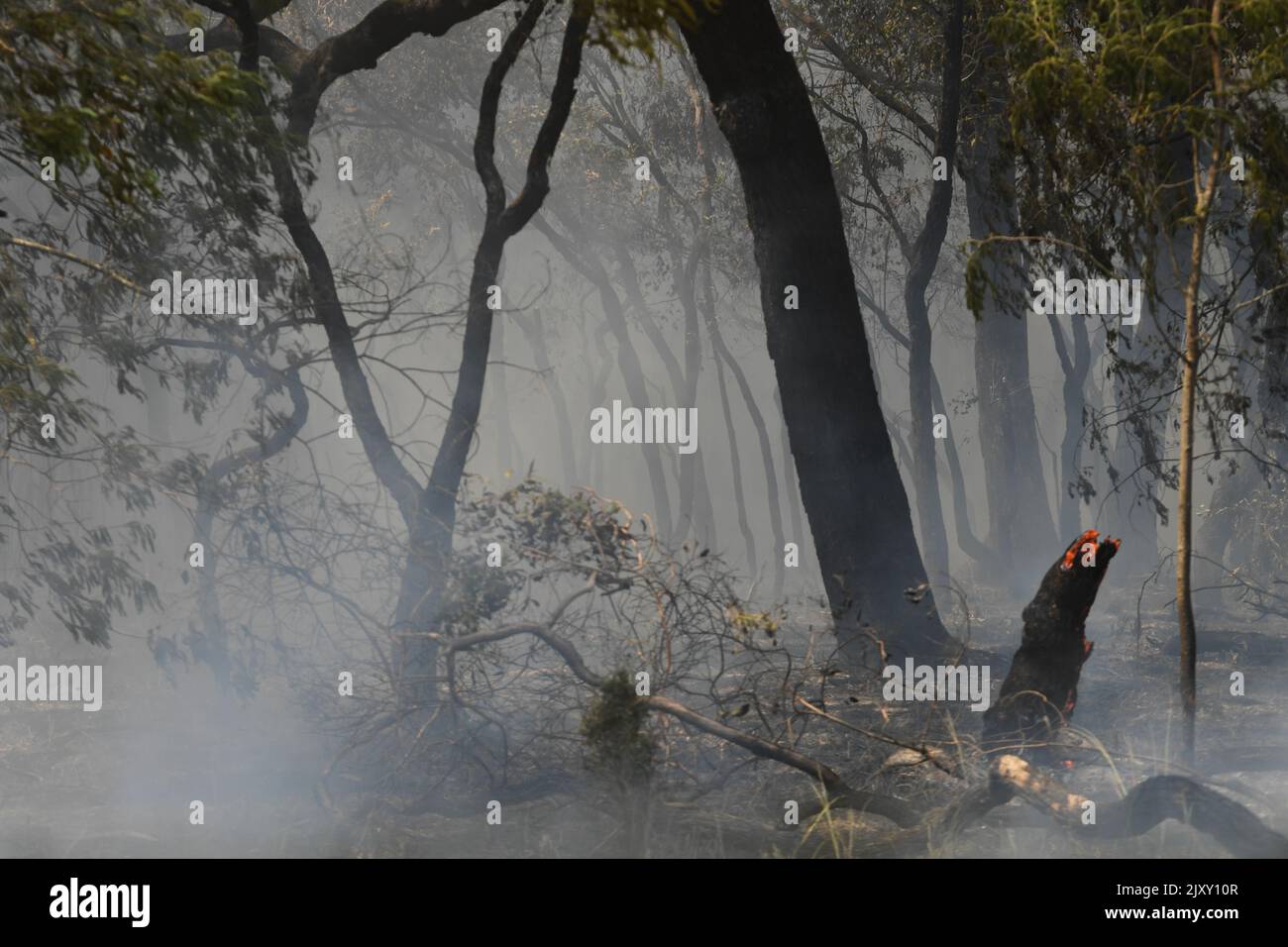 Smouldering trees are seen in the Bunyip State Park, Victoria, Sunday ...