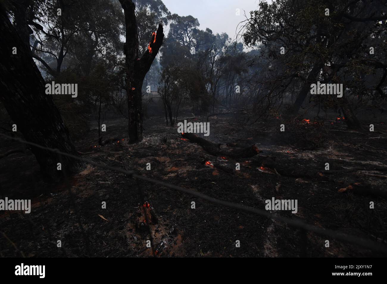 Burnt trees are seen near Bunyip in Victoria, Sunday, March 3, 2019 ...