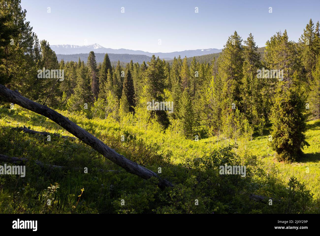 Mount Leidy rising in the distance above an expansive forest and small ...