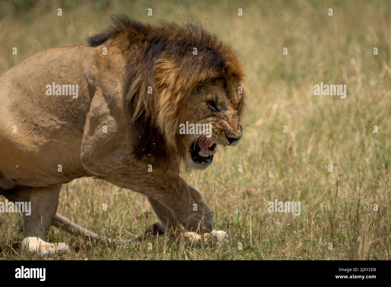 angry male lion Stock Photo - Alamy