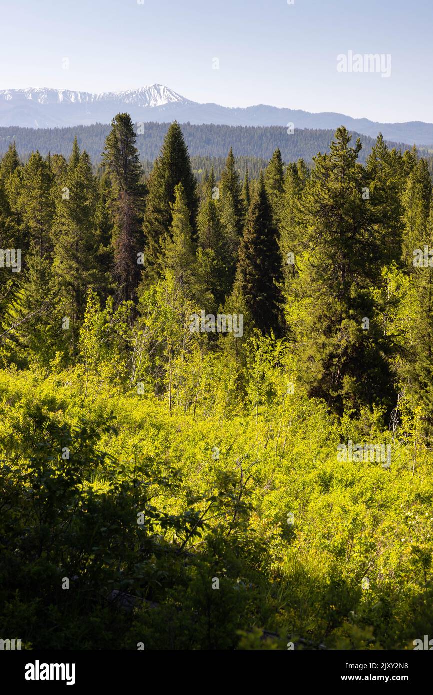A small meadow stretching out below the surrounding forest and Mount ...