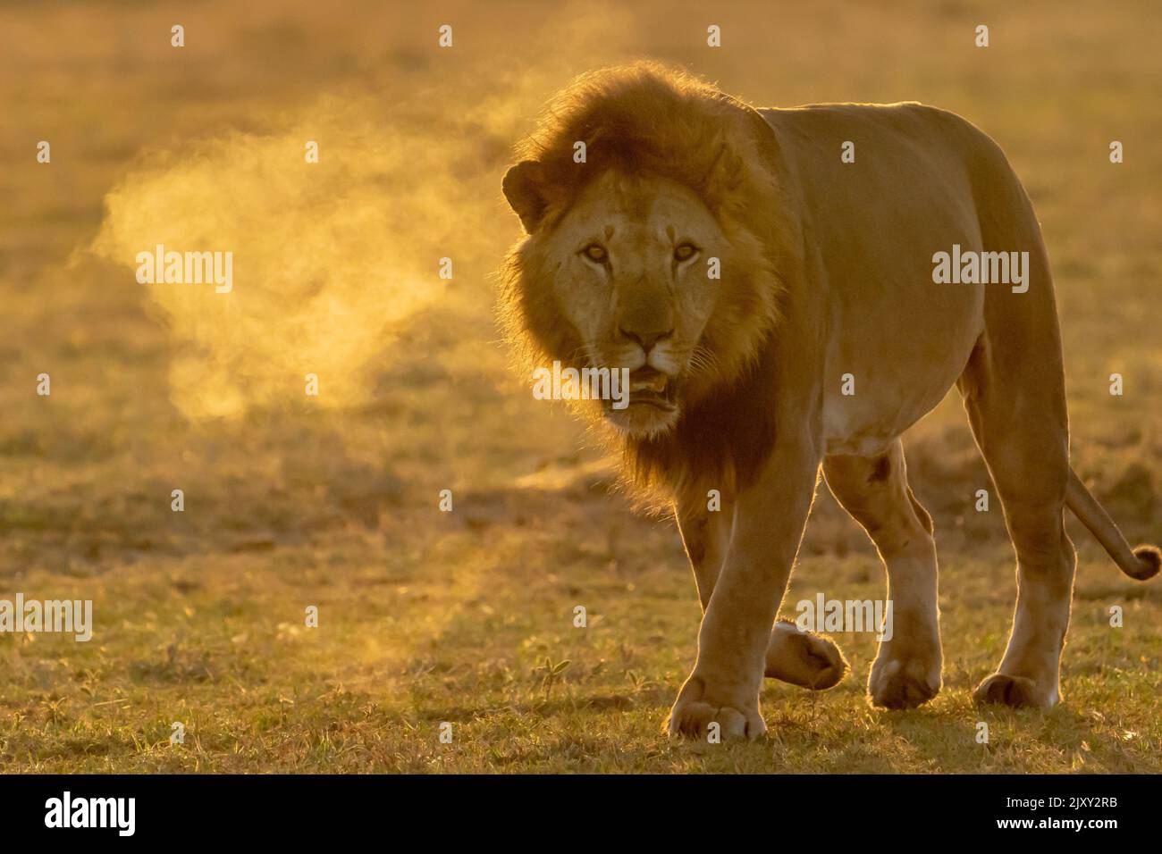 Lion, male, on a cold morning in Ol Pejeta, Kenya Stock Photo - Alamy