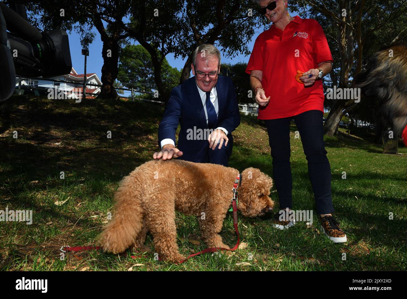 NSW Leader of the Opposition Michael Daley with therapy dogs before a ...