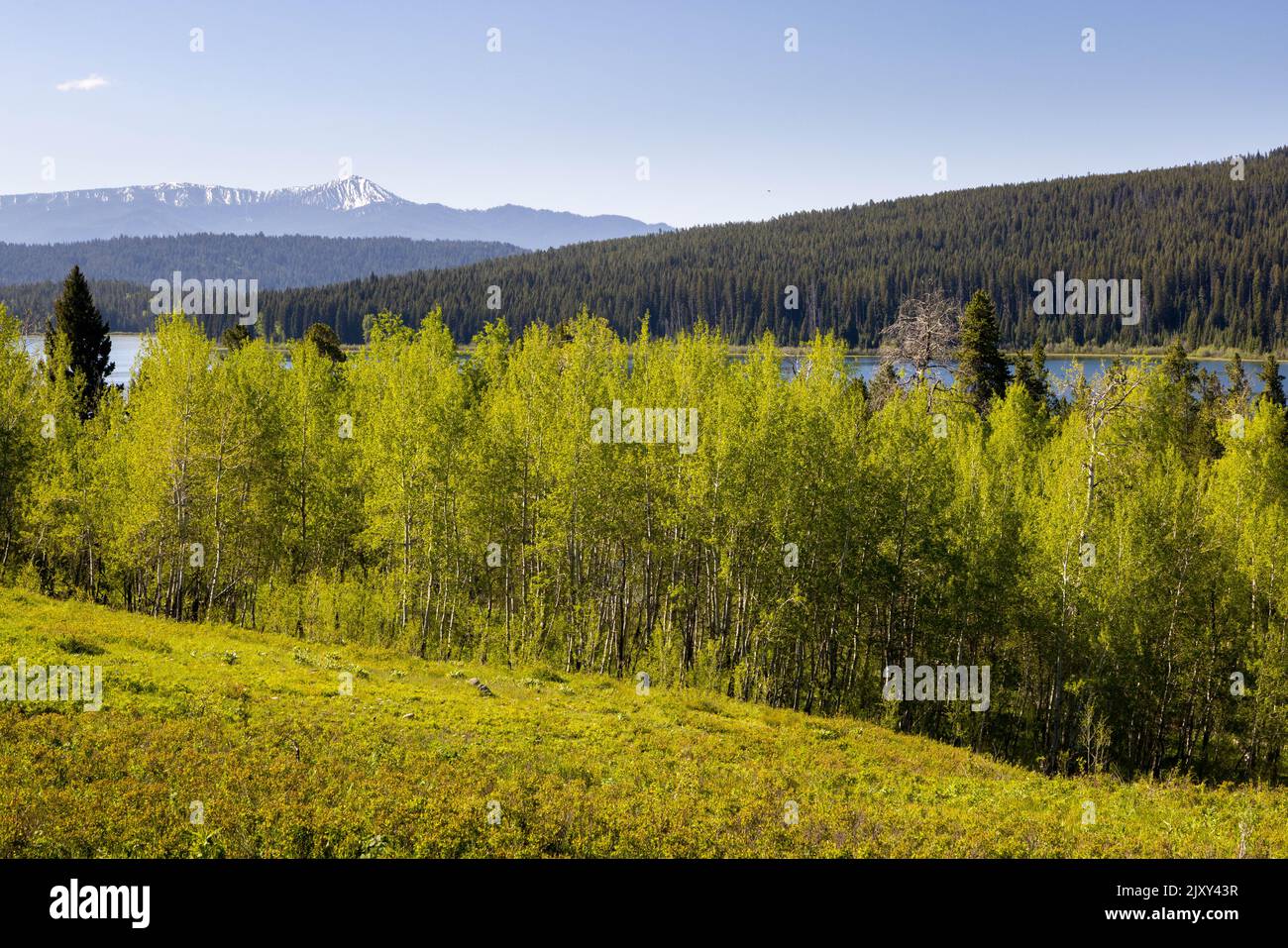 Mount Leidy rising in the distance above Emma Matilda Lake and a meadow ...