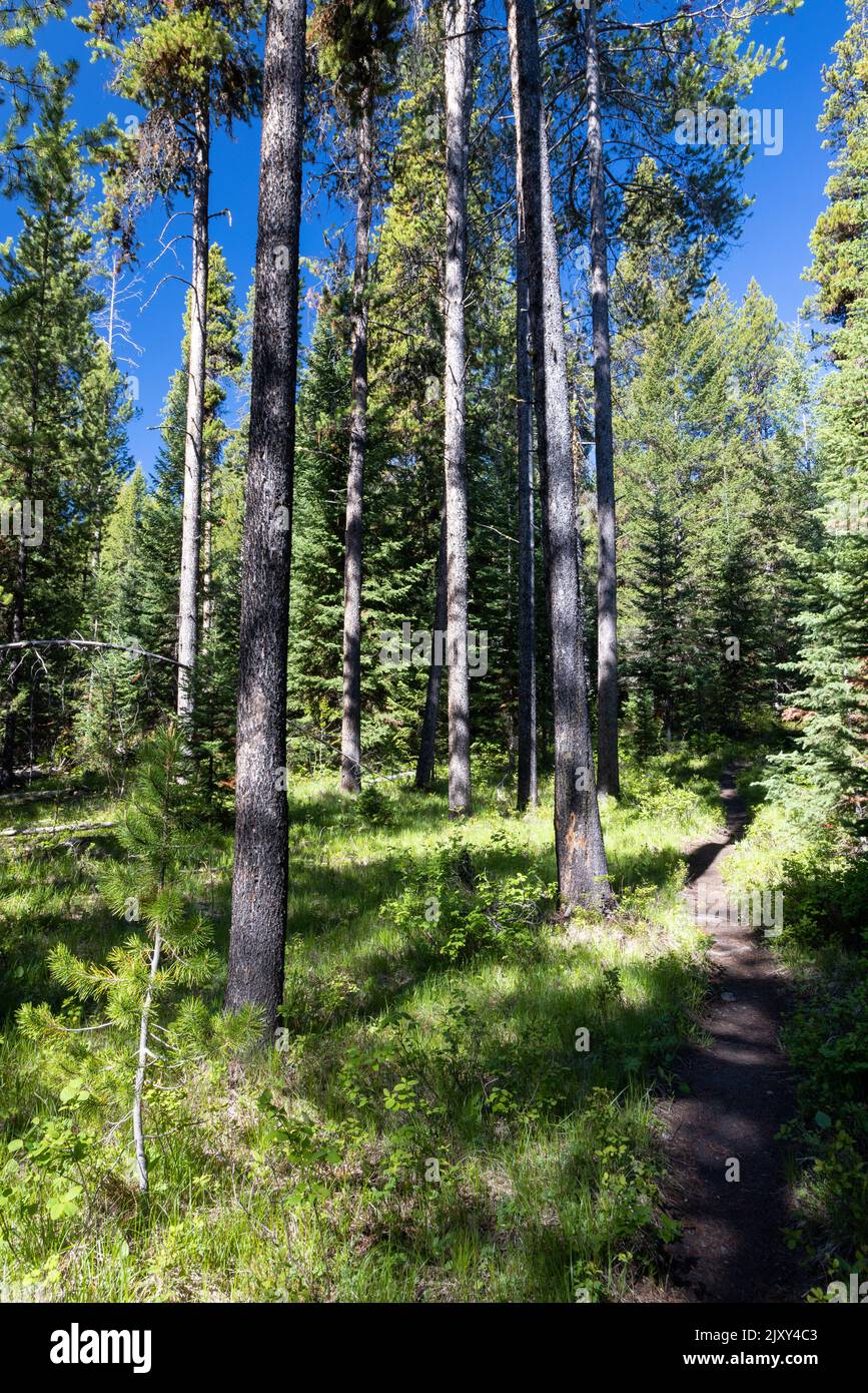 Tall evergreen trees rising high above the Emma Matilda Lake Loop Trail. Grand Teton National ...