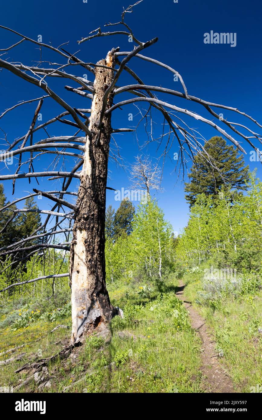 An Old Dead Trees Branches Arching Over The Emma Matilda Lake Loop