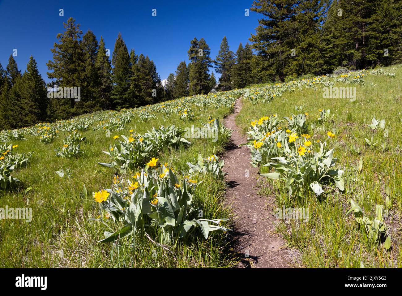 Arrowhead balsamroot wildflowers blooming in a meadow along the Emma ...