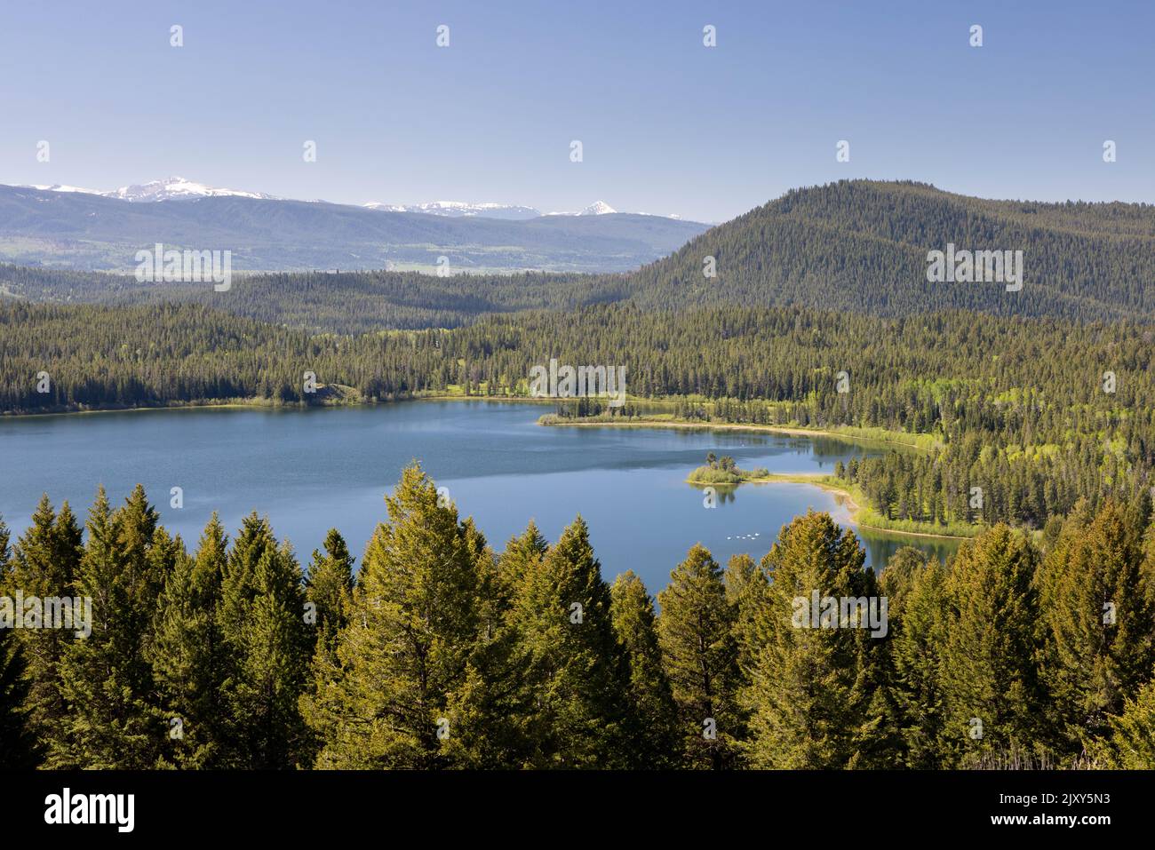 A small rookery of white pelicans flying above the surface of Emma ...