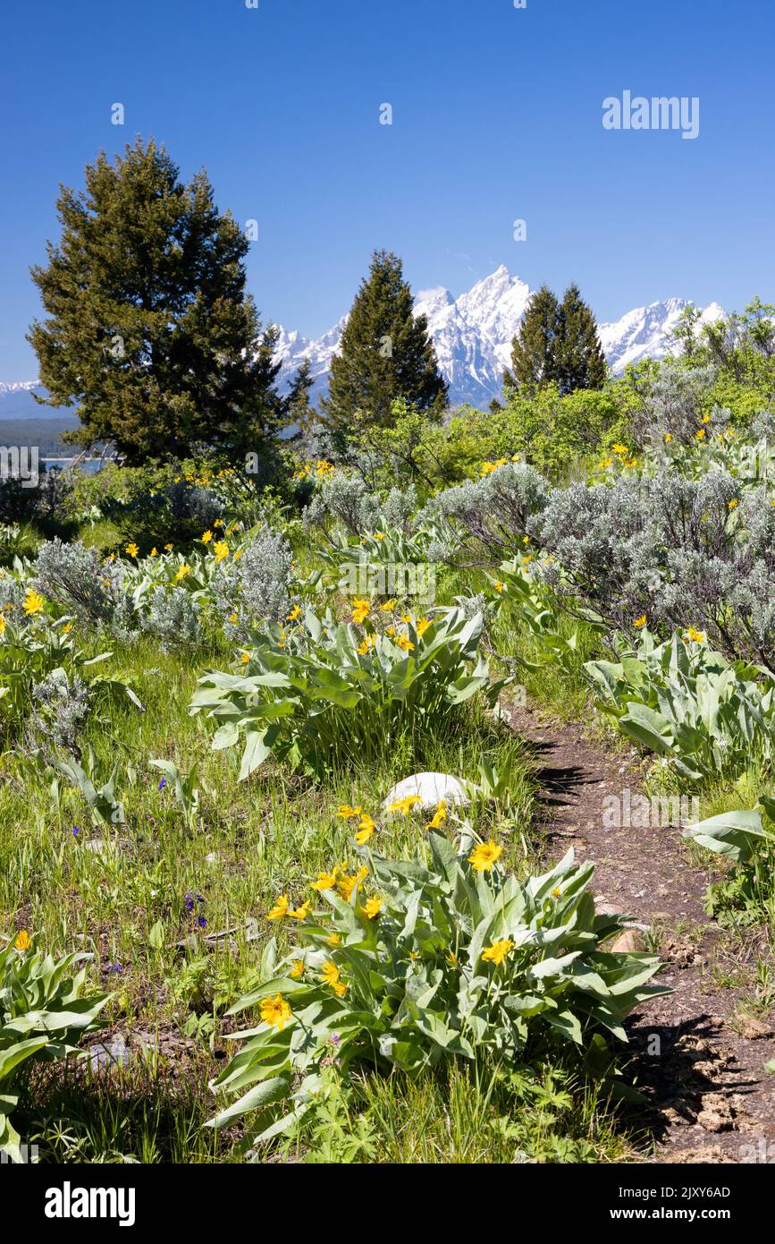 Arrowhead balsamroot wildflowers blooming along the Emma Matilda Lake ...