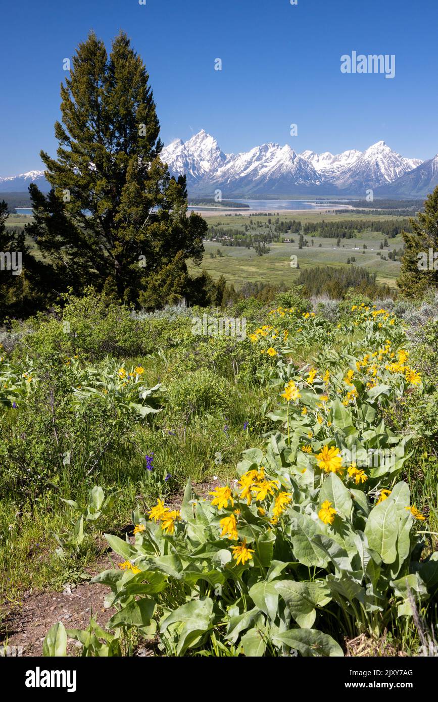 Arrowhead balsamroot wildflowers blooming in a meadow along the Emma ...