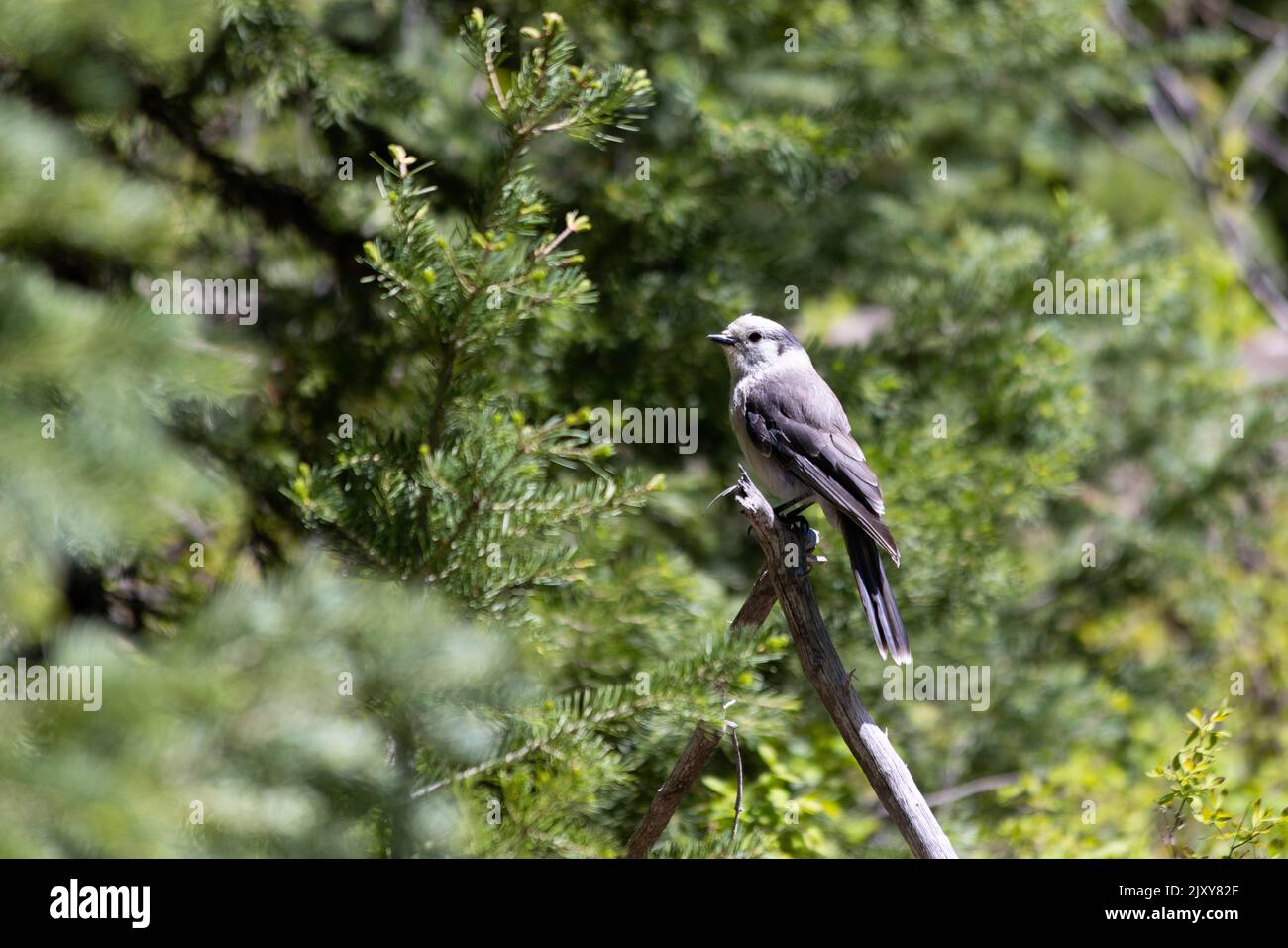 A gray jay perched on a dead tree branch in a thick forest along the ...