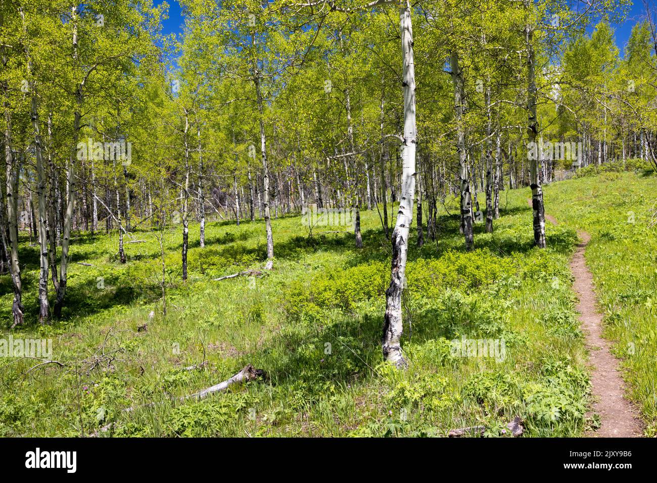 The Emma Matilda Lake Loop Trail passing through a large aspen tree ...