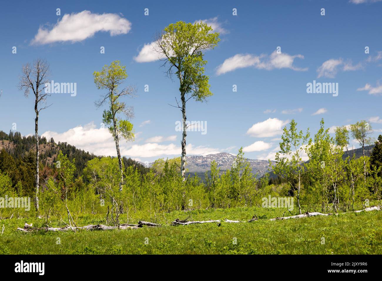 Young and old aspen trees rising above a meadow along the Emma Matilda ...