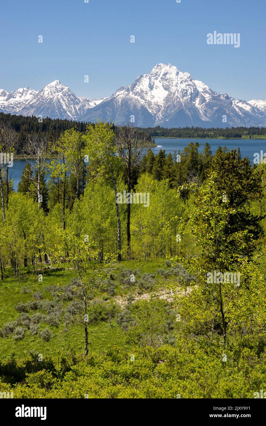 Mount Moran and the Teton Mountains rising high above Emma Matilda Lake ...