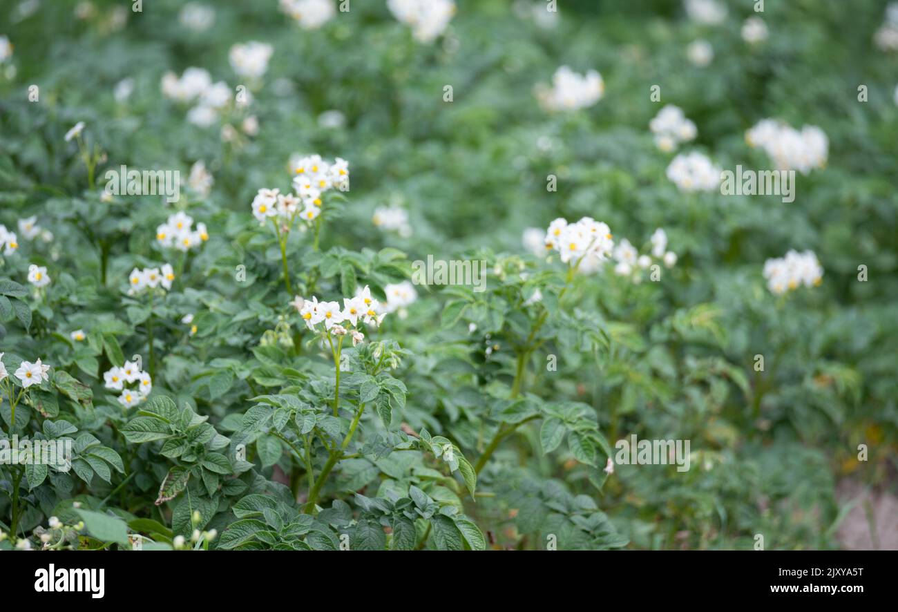 Blooming potatoes. Potato plants with white flowers in the field ...