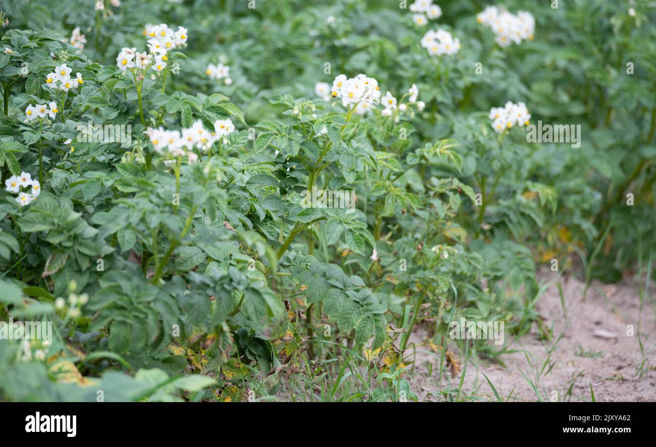 Blooming potatoes. Potato plants with white flowers in the field ...