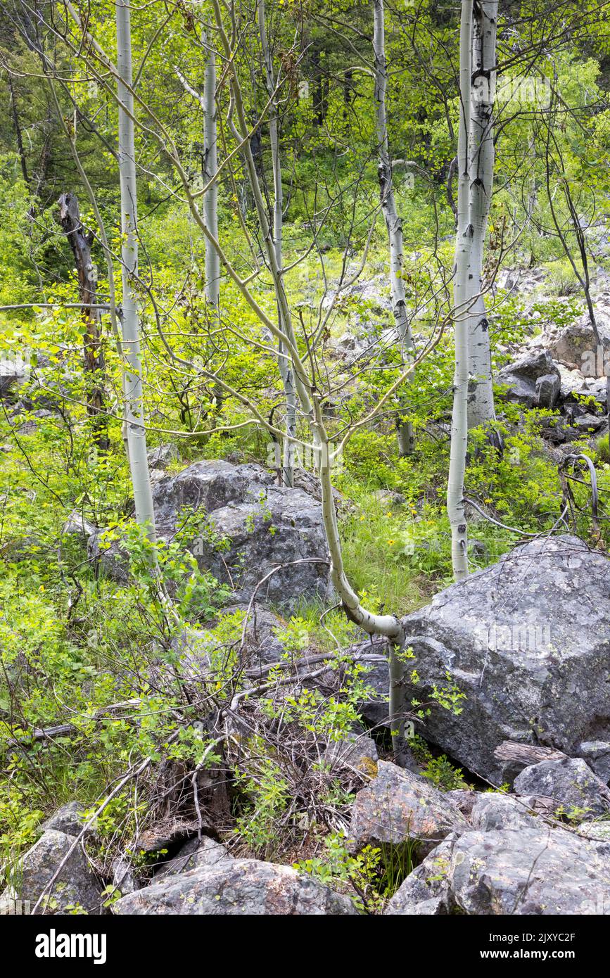 A large boulder resting below old evergreen trees in forest brush ...