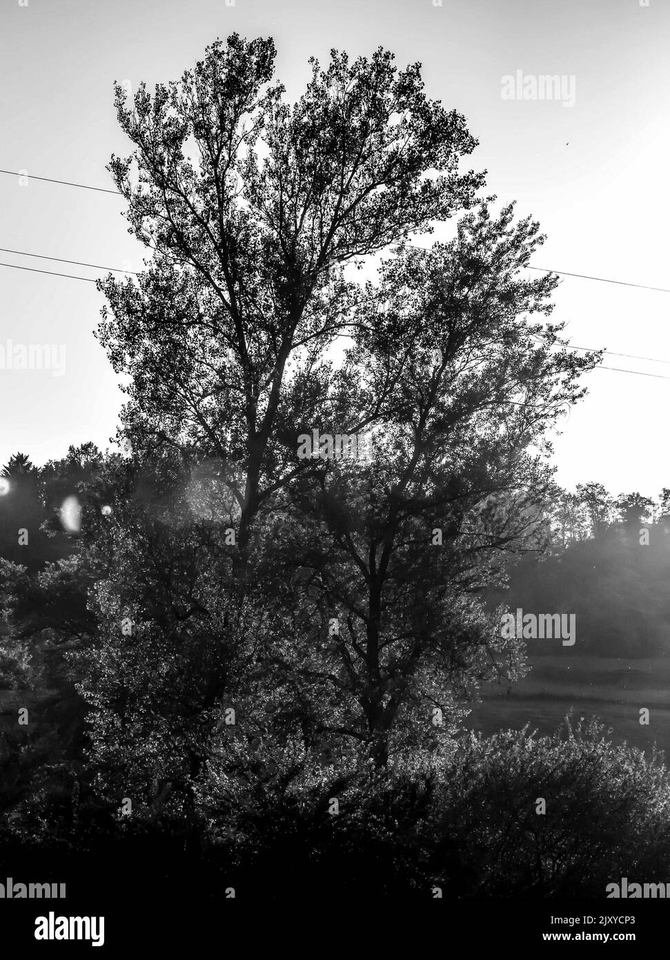 Albero b hi-res stock photography and images - Alamy