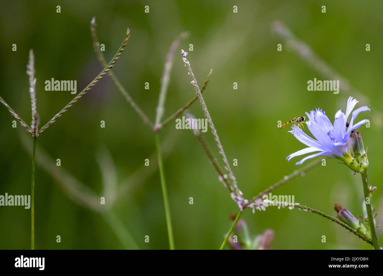 Sfondo verde fiore hi-res stock photography and images - Alamy