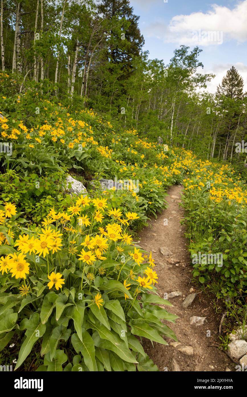 Arrowhead balsamroot wildflowers bursting along the Valley Trail as it ...