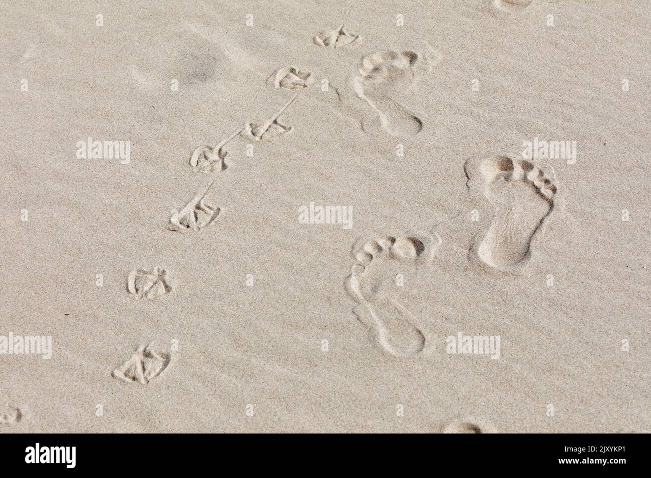 footmarks of a person and gulls, Kniepsand beach, Amrum Island, North ...