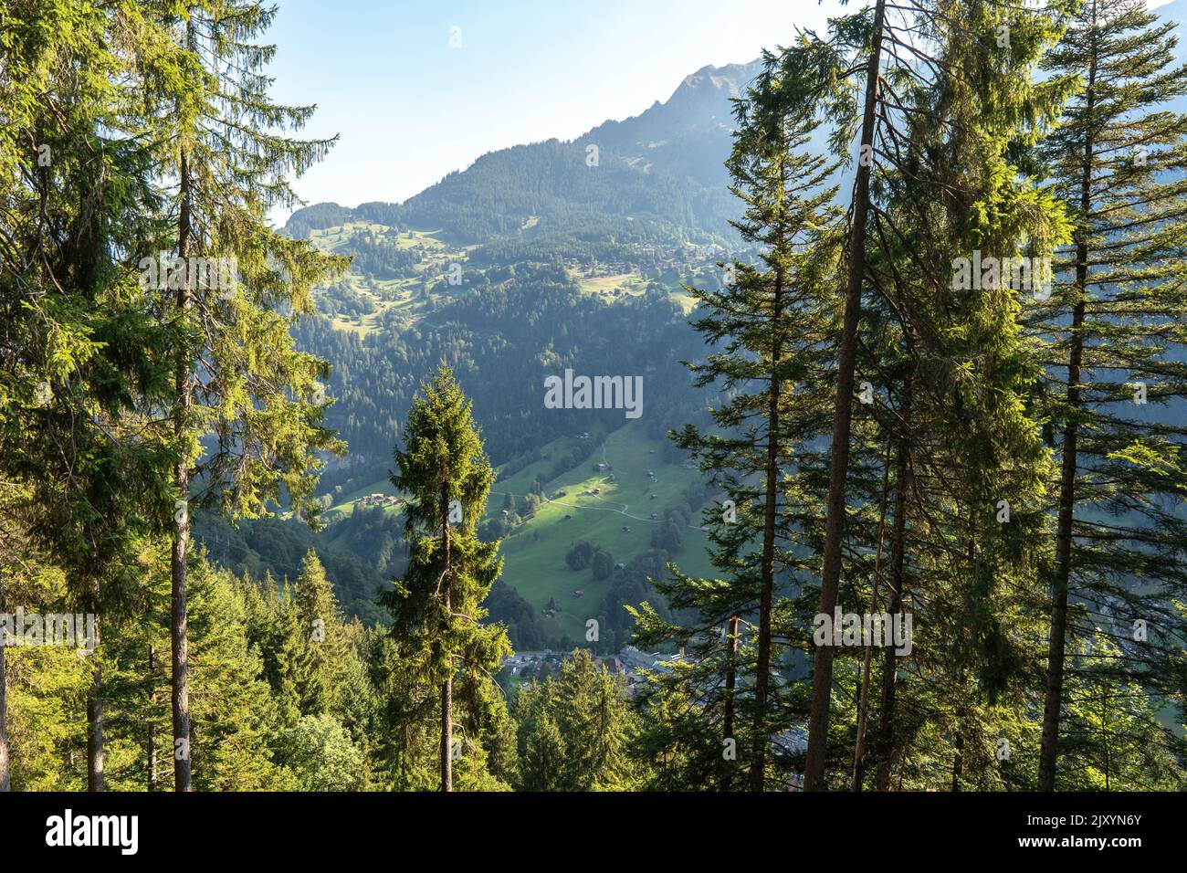 Pine forest in Switzerland mountains Stock Photo - Alamy