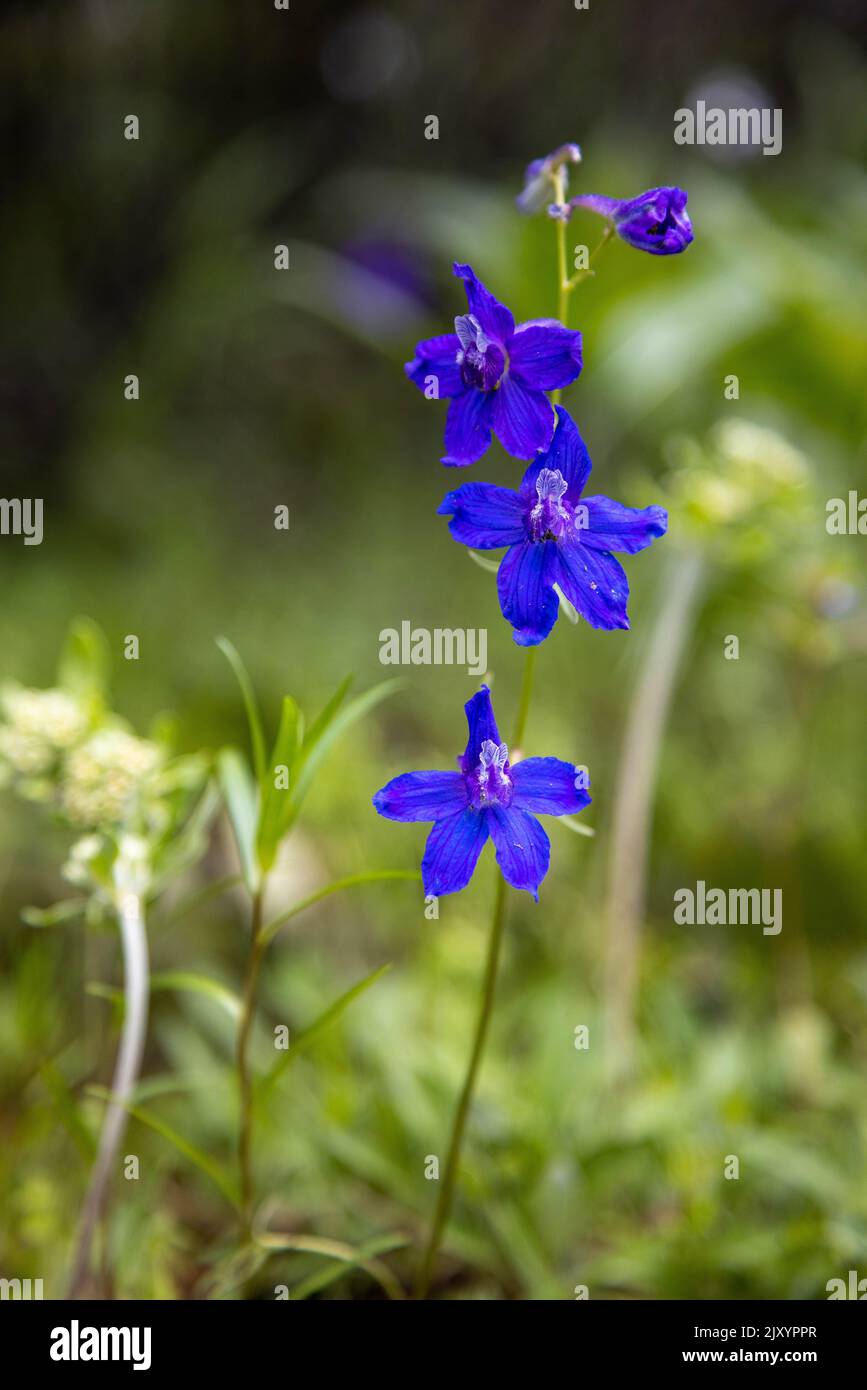 Larkspur wildflowers blooming in grasses along the Signal Mountain ...