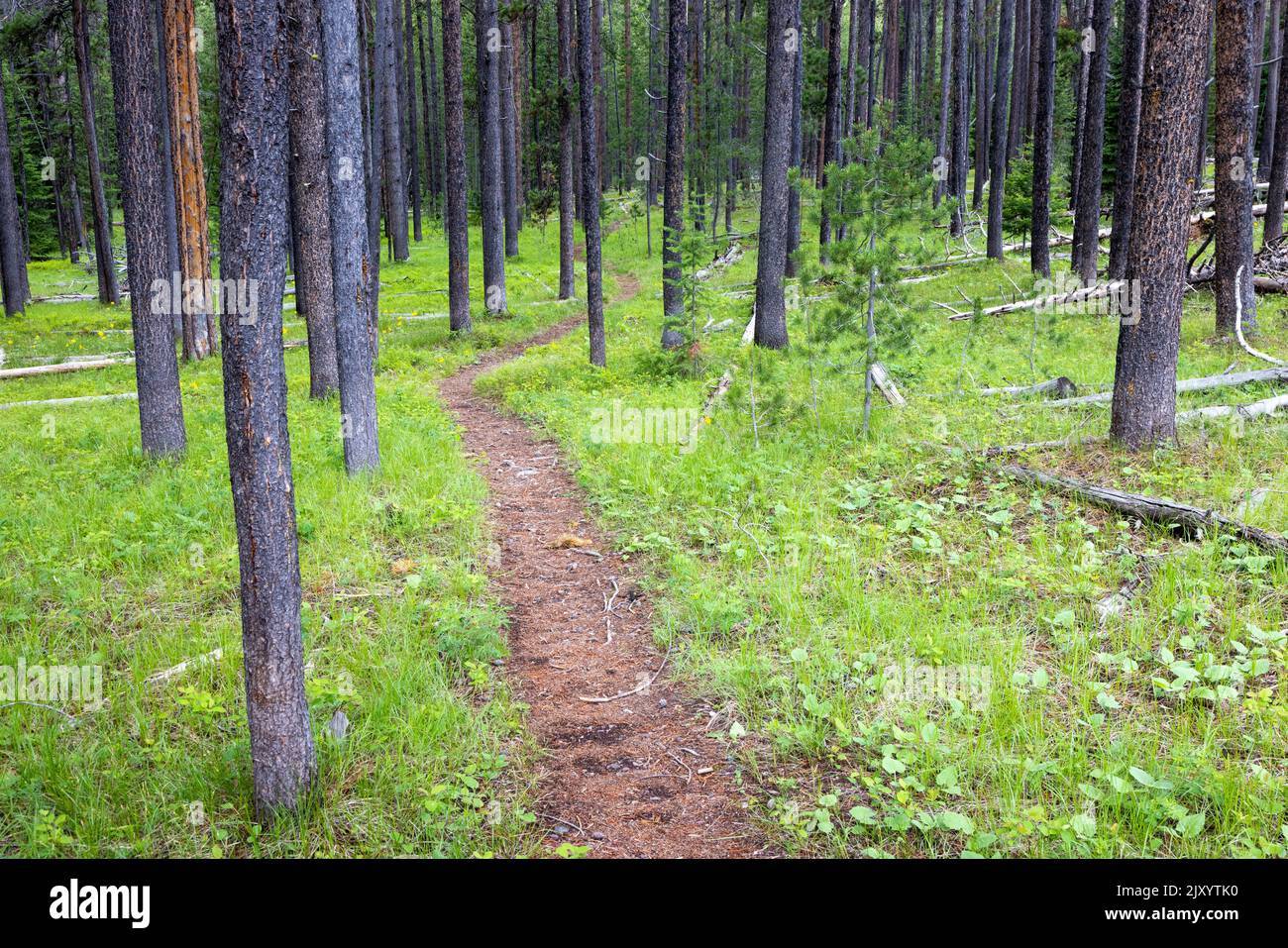The Signal Mountain Summit Trail winding through a relatively thin ...