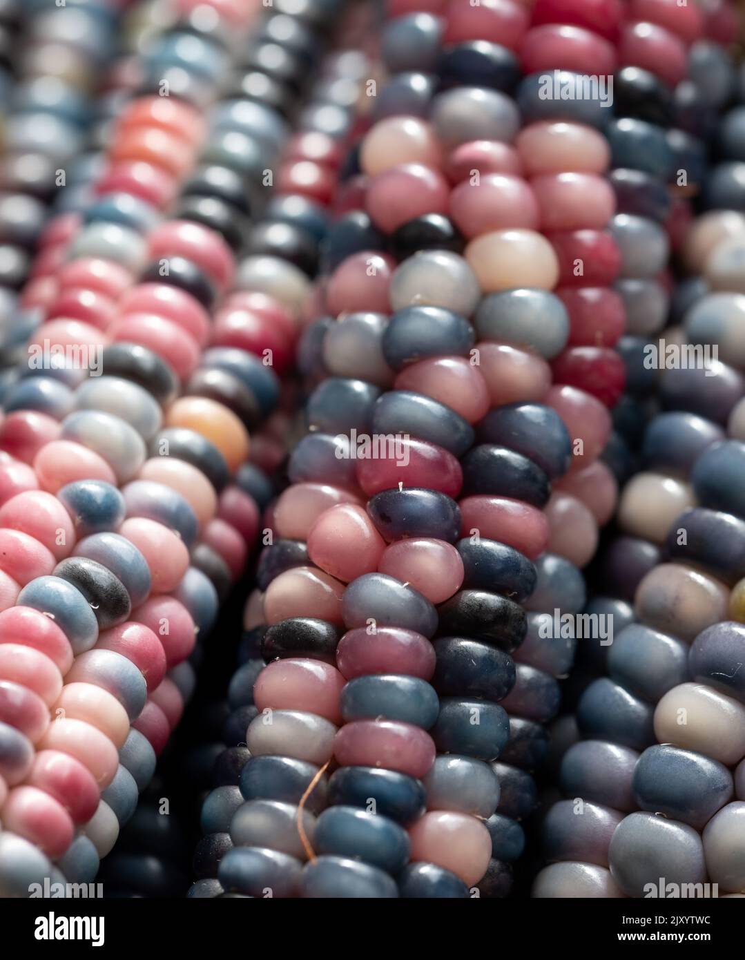 Rainbowcolored corn hi-res stock photography and images - Alamy