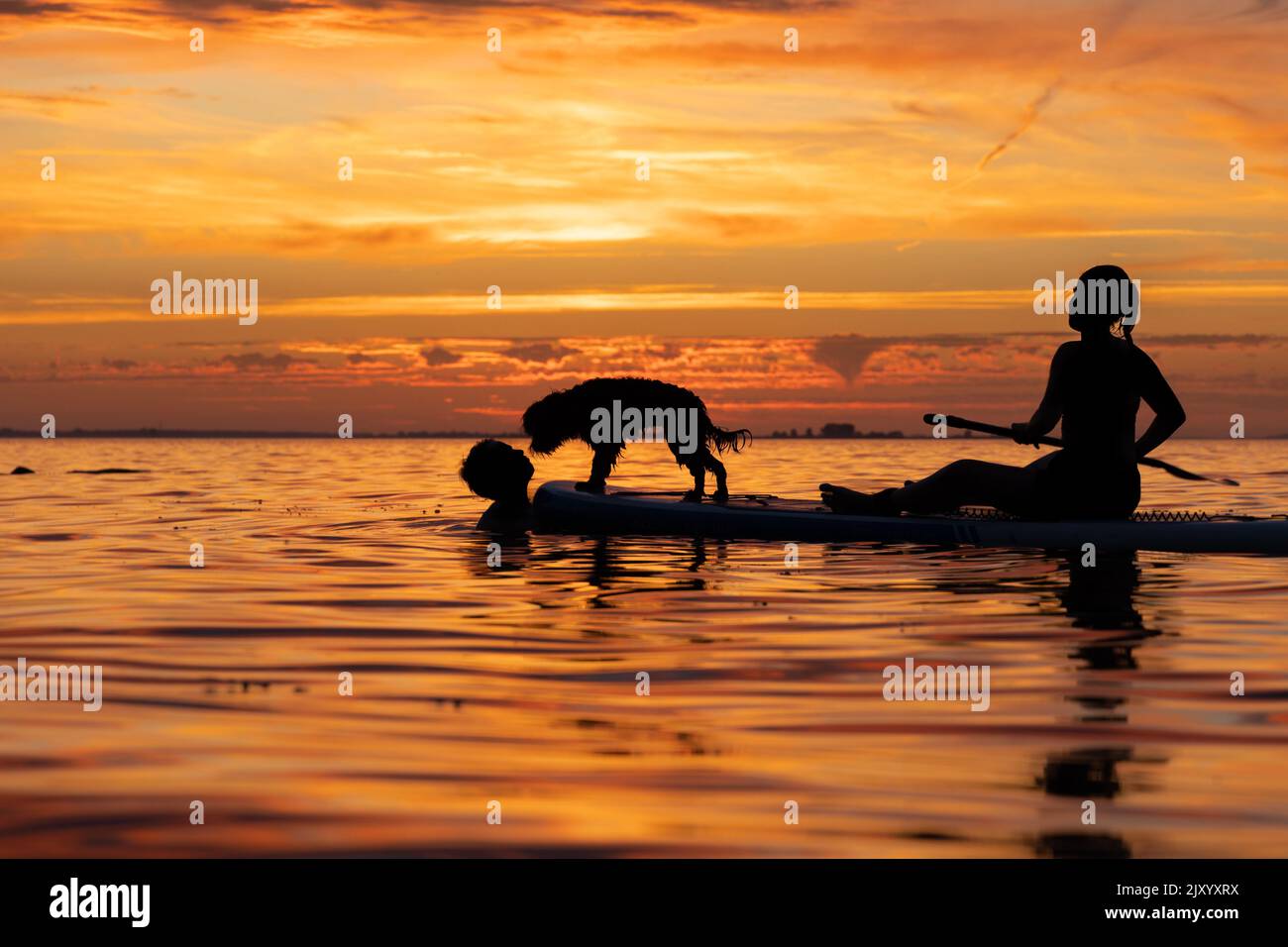 Golden happy dog at beach sunset hi-res stock photography and images ...