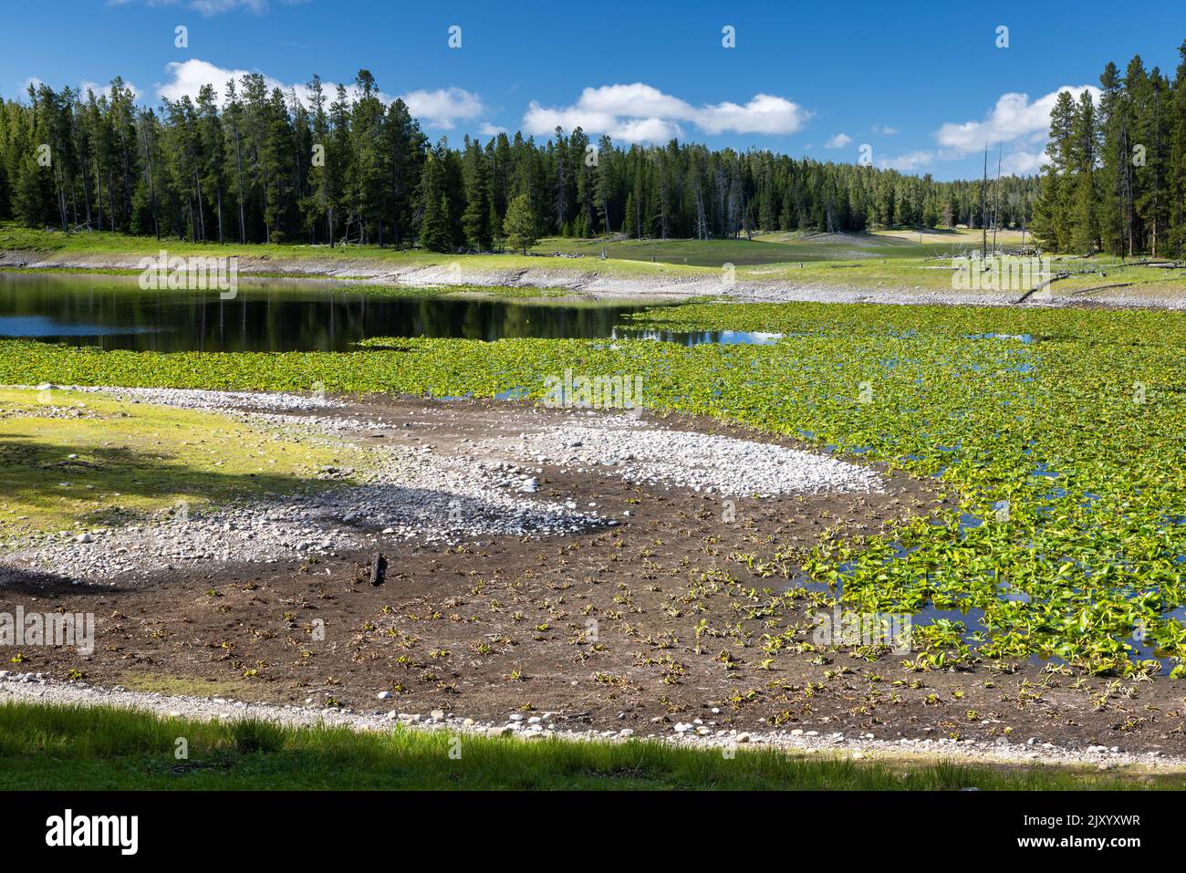 Water lilies covering Heron Pond with its low water levels from drought ...