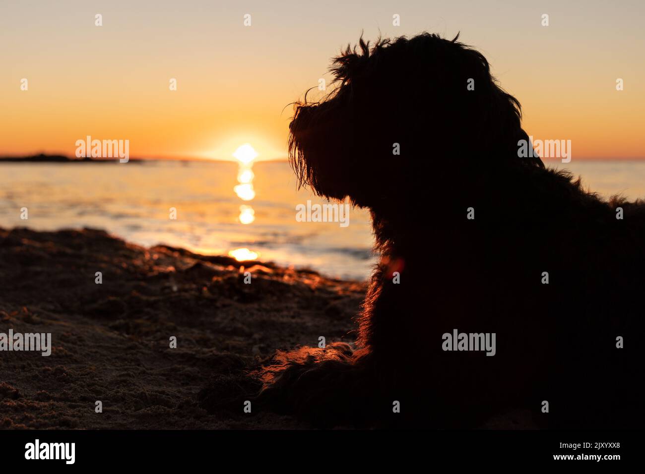 Silhouette and portrait of a black labradoodle dog on sandy beach ...