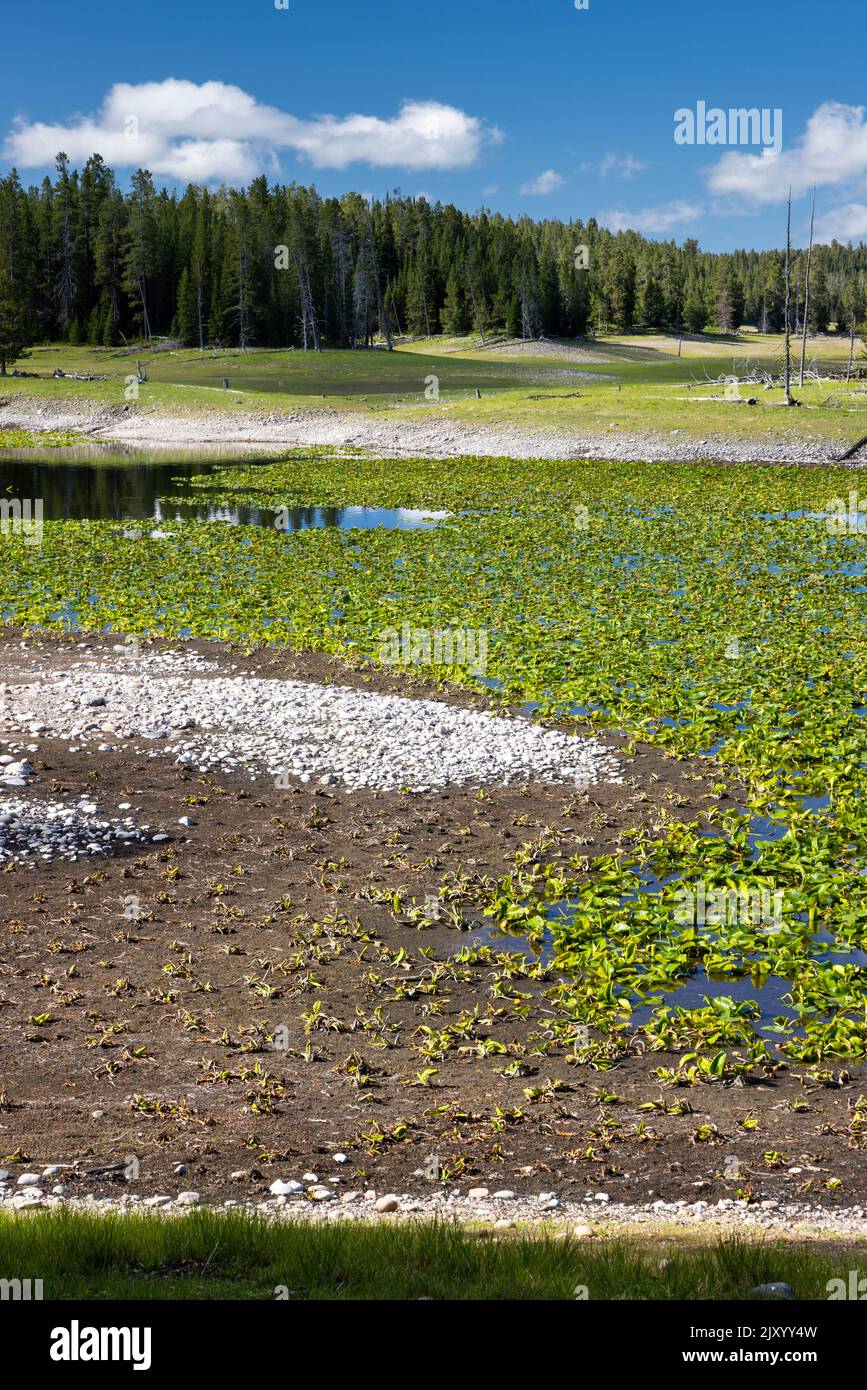 Heron Pond covered in water lilies with low water levels. Grand Teton ...
