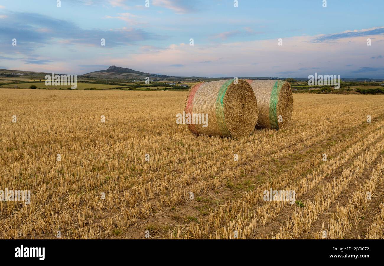 A field of rolled hay bales in West Wales, UK Stock Photo - Alamy