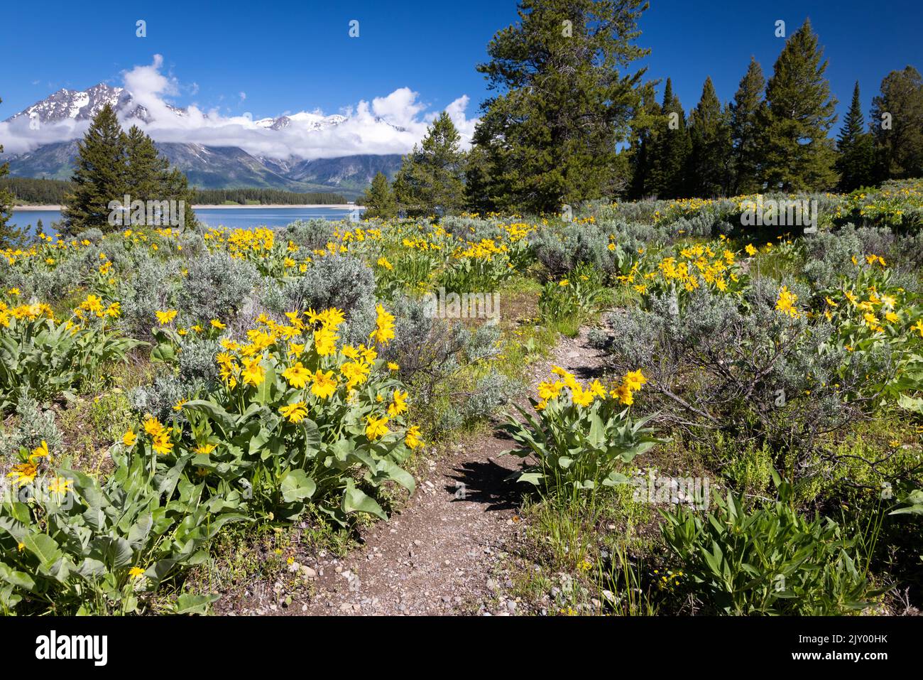 Arrowhead balsamroot wildflowers exploding with color along the ...