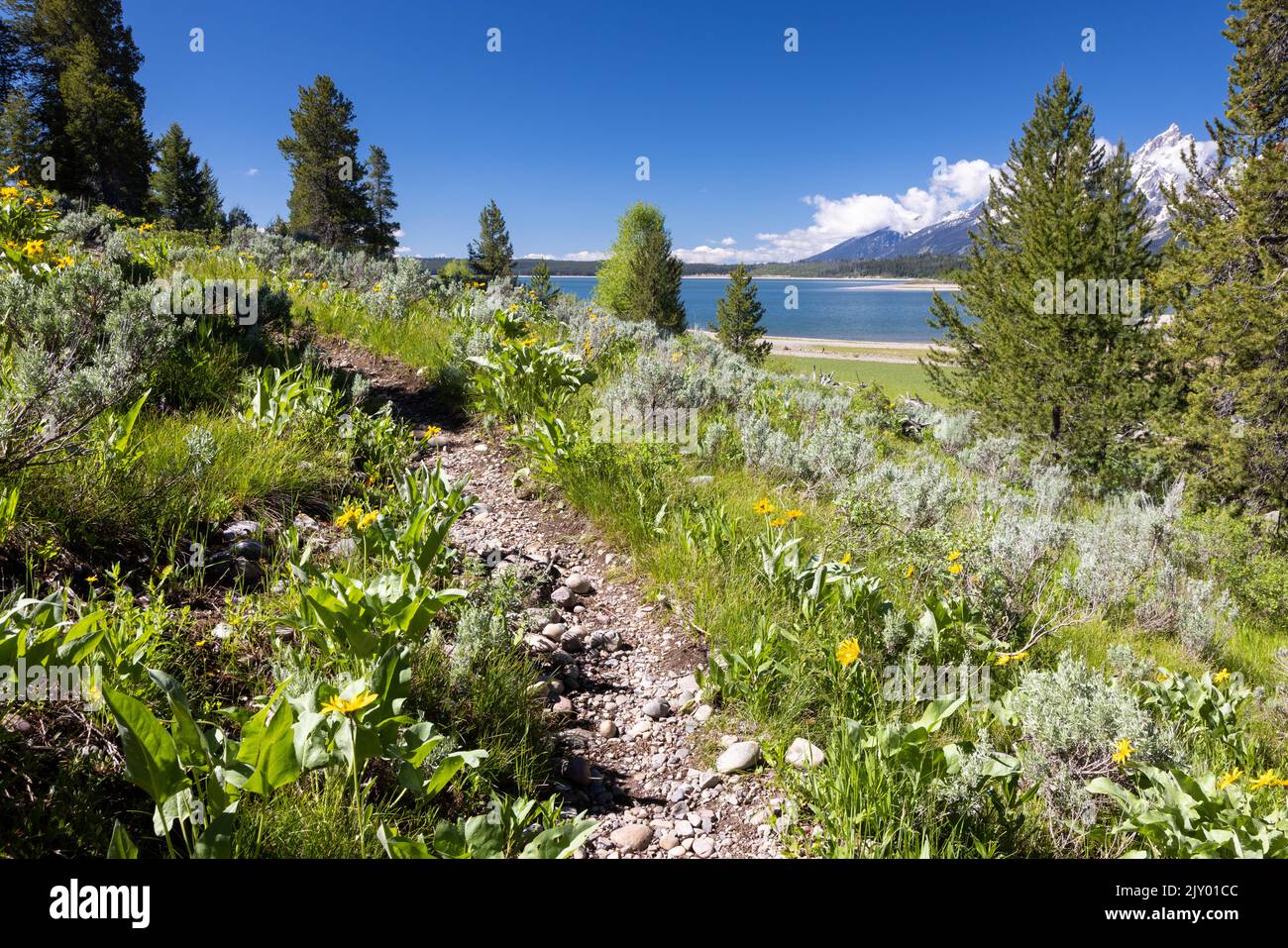 The Hermitage Point Trail climbing a small hill through wildflowers ...