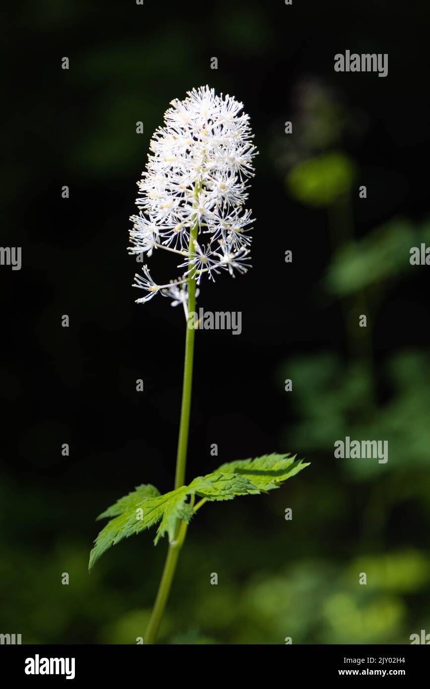 Baneberry wildflowers hi-res stock photography and images - Alamy