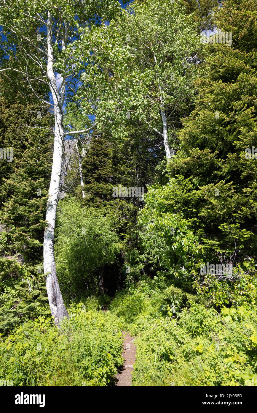 Large aspen trees interspersed with evergreens rising above the Death ...