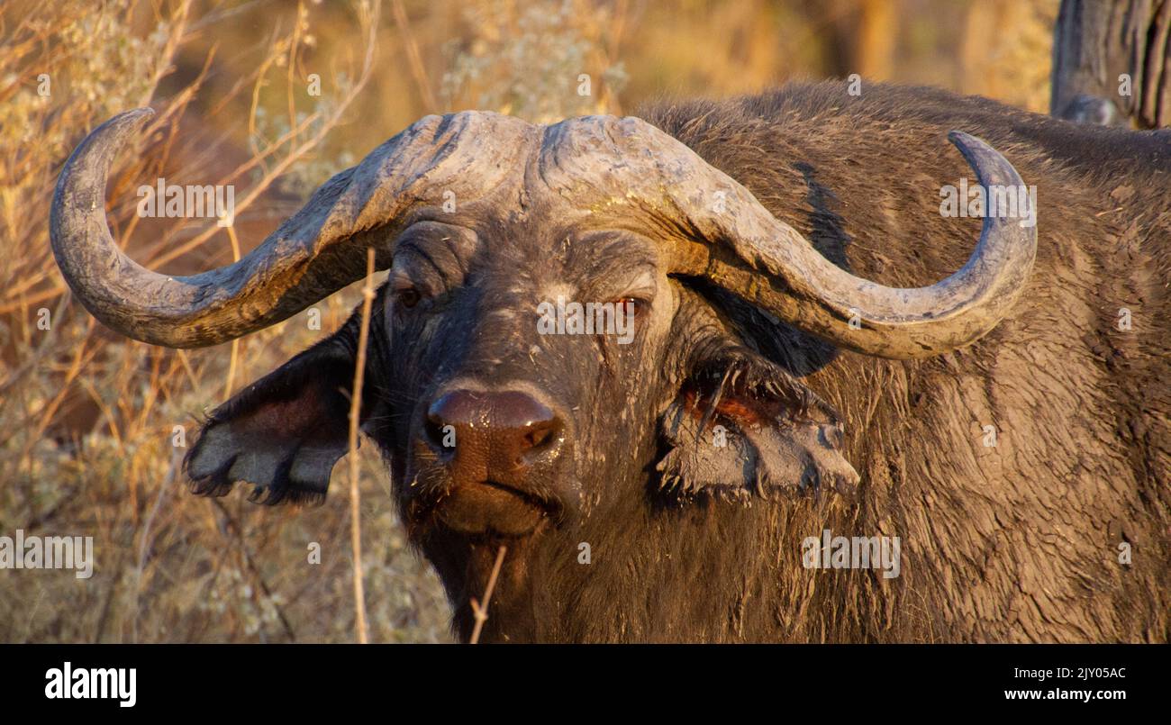 Daggaboy hi-res stock photography and images - Alamy
