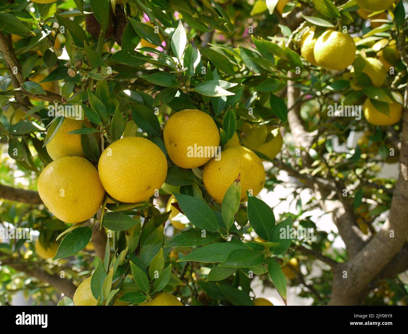Myrtifolia hi-res stock photography and images - Alamy