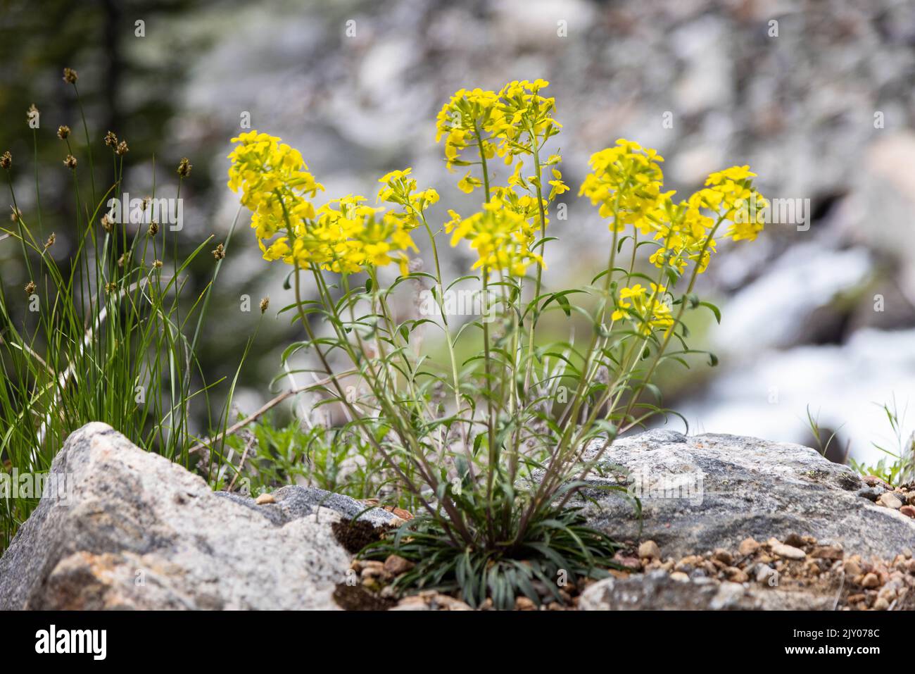Golden draba wildflowers hi-res stock photography and images - Alamy