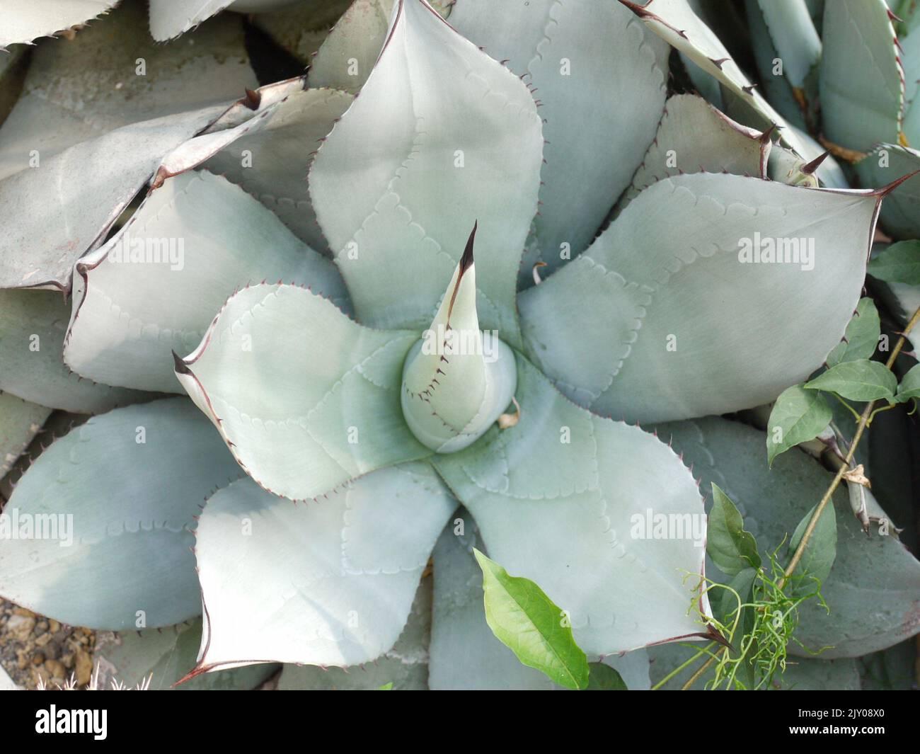 Agave rosette hi-res stock photography and images - Alamy
